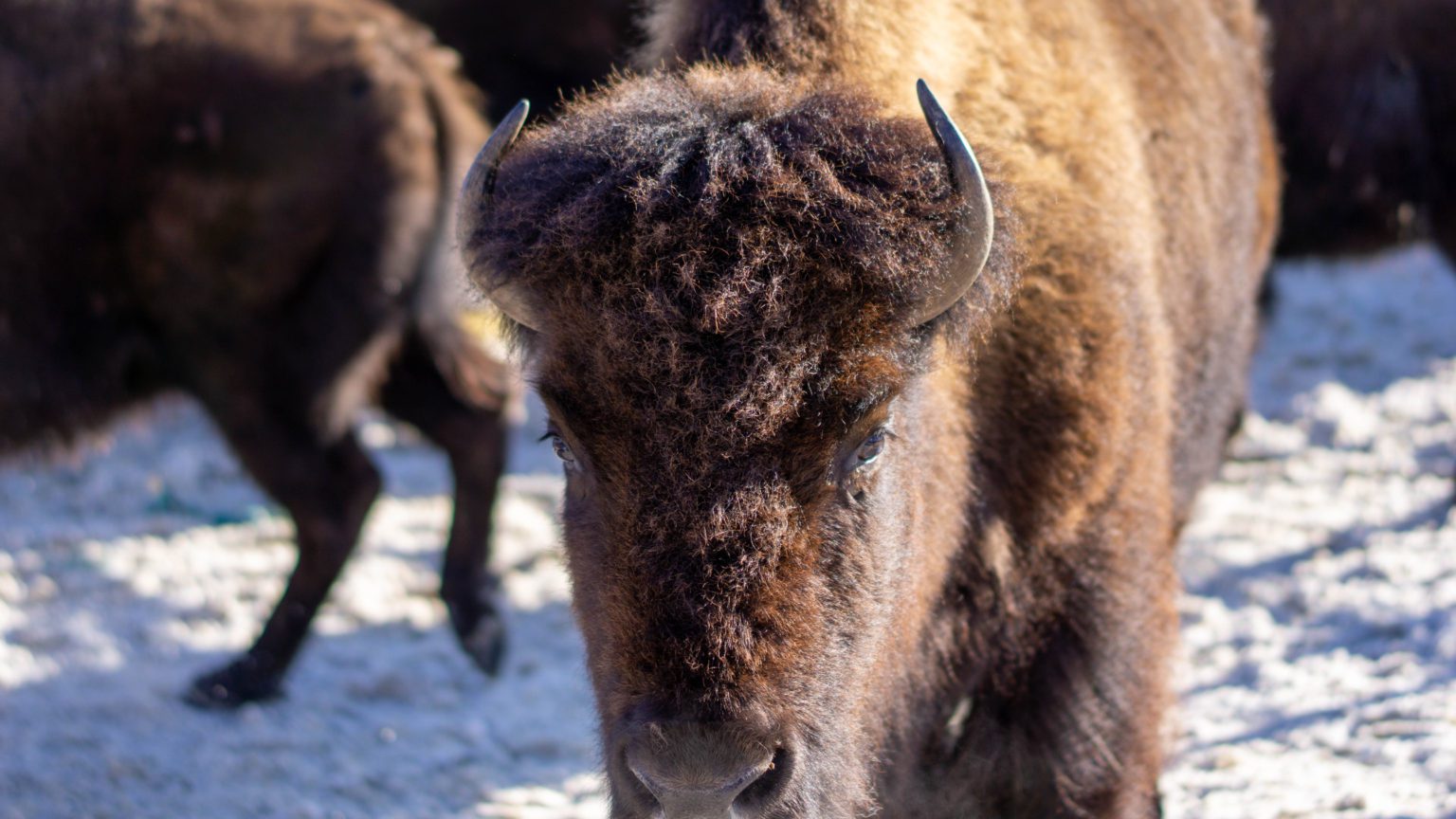 The Brotherhood of the Buffalo - resilience