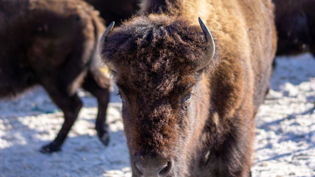 The Brotherhood of the Buffalo - resilience