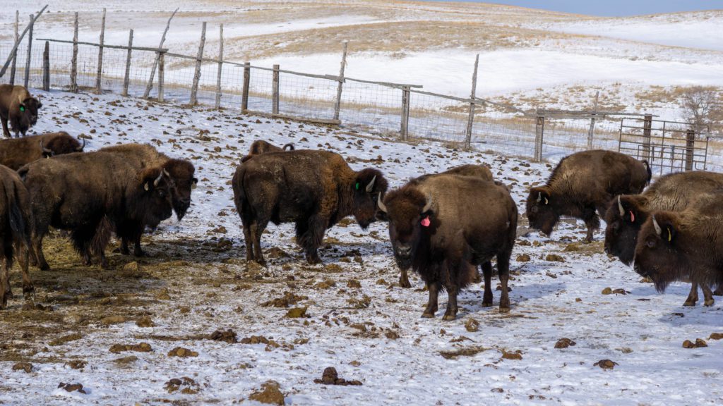 The Brotherhood of the Buffalo - resilience