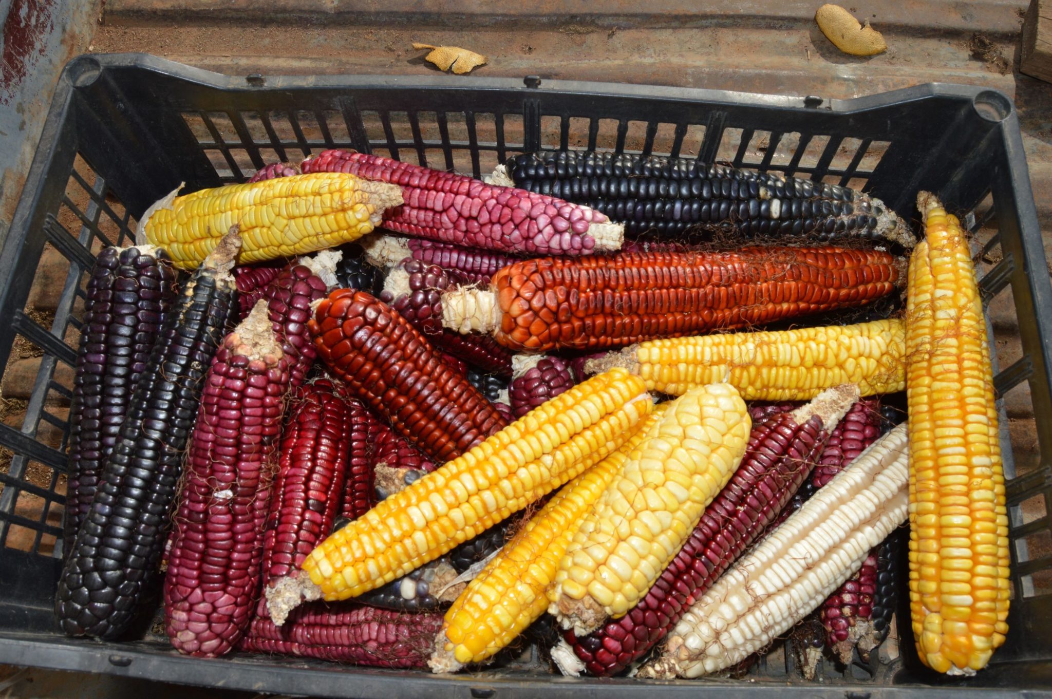 Mexico scores historic legal victory in defense of native corn - resilience