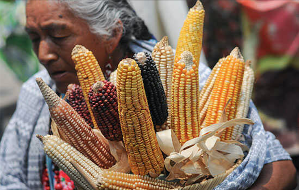 Mexico scores historic legal victory in defense of native corn – The ...
